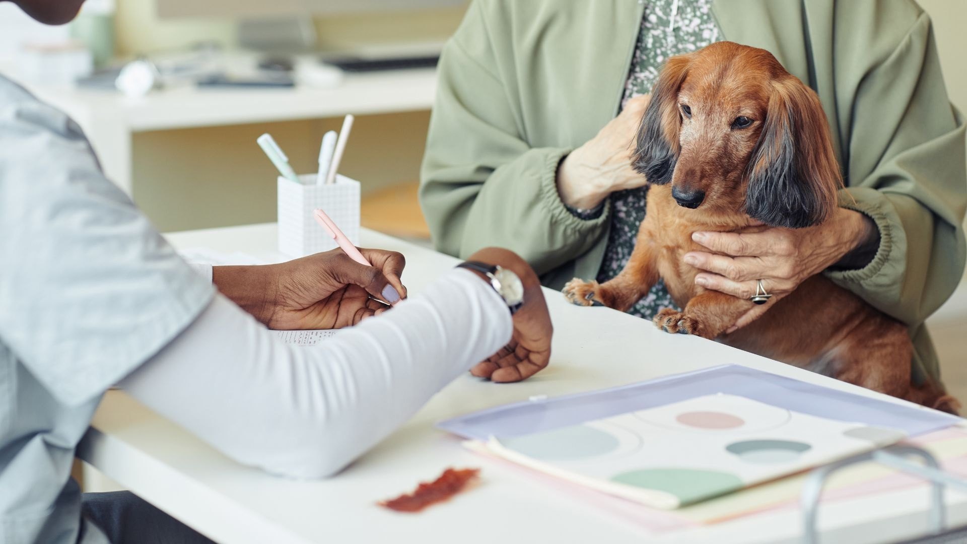 Same Day Pet Appointments In Edgewater, NJ | Vets On The Hudson