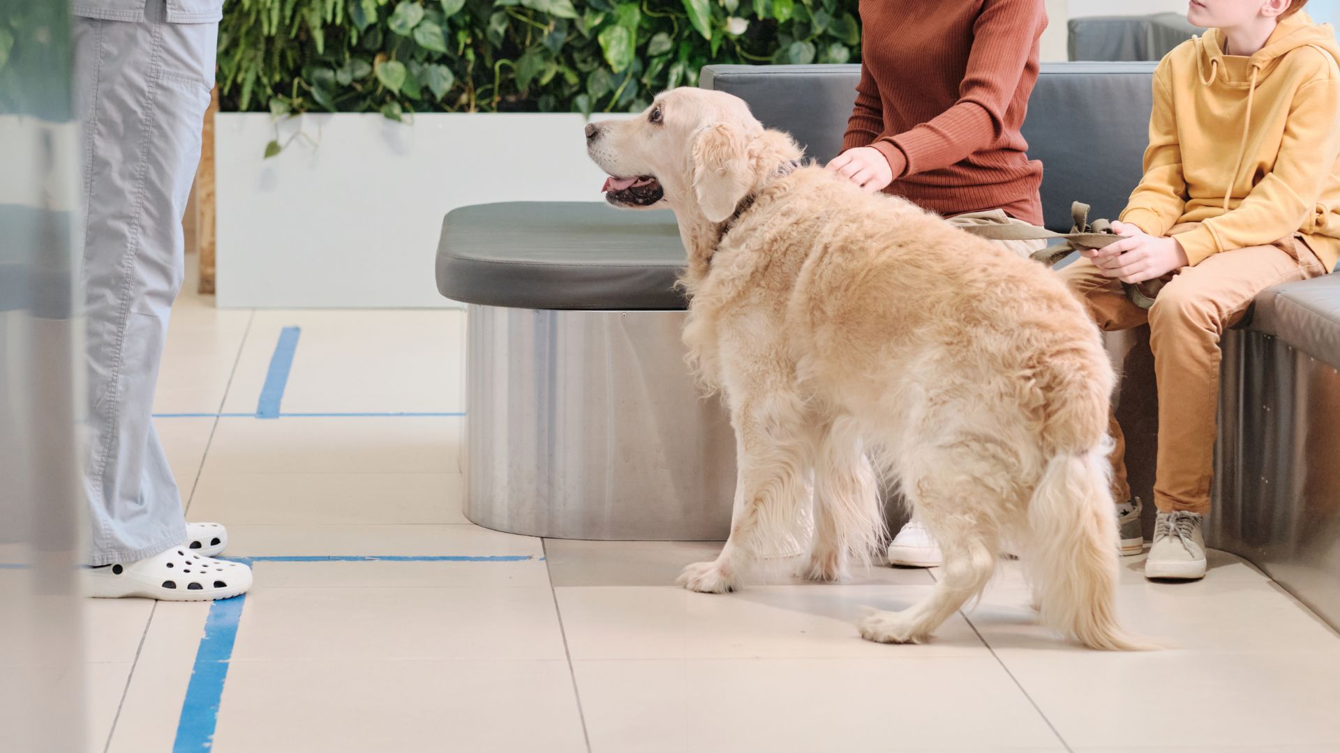 Pet Walk-ins In Edgewater, NJ 07020 | Vets On The Hudson