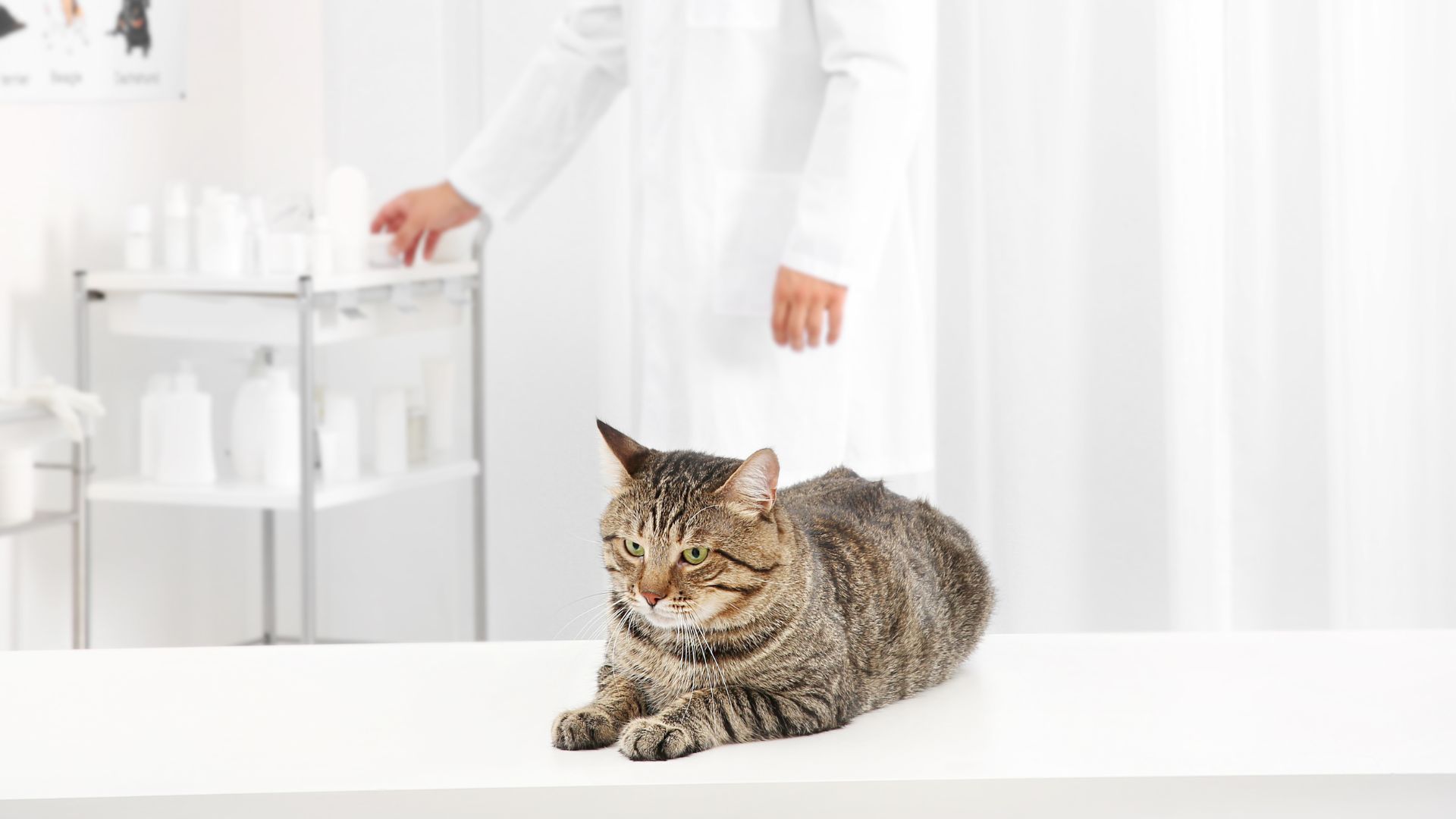 Pet Wellness Exams In Edgewater, NJ | Vets On The Hudson