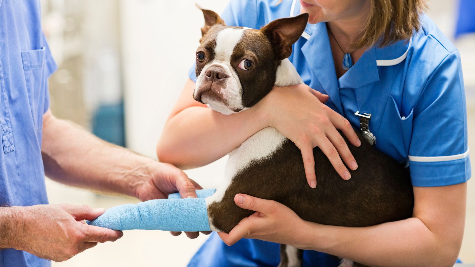 Pet Orthopedic Surgery In Edgewater, NJ | Vets On The Hudson